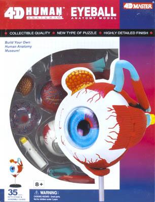 4D-Vision Visible Eye Anatomy Kit #26054