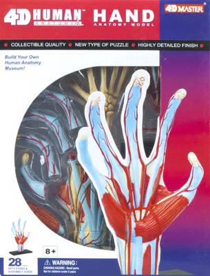 4D-Vision Visible Hand Anatomy Kit #26057
