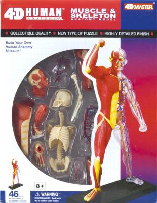 4D-Vision Visible Human Muscle & Skeleton Anatomy Kit #26058