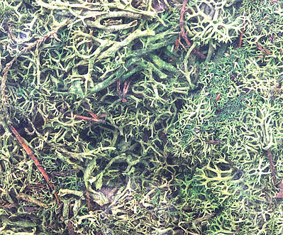 Timberline Green Bush Lichen (170 Cubic Inches) Model Railroad Scenery ...